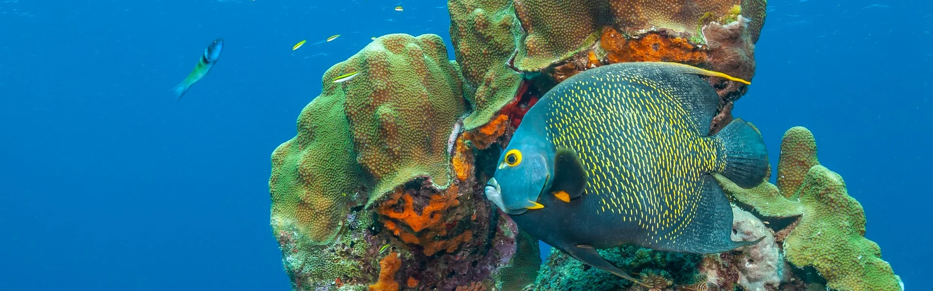 Top 500 Best Dive Sites in the World | Underwater Atlas